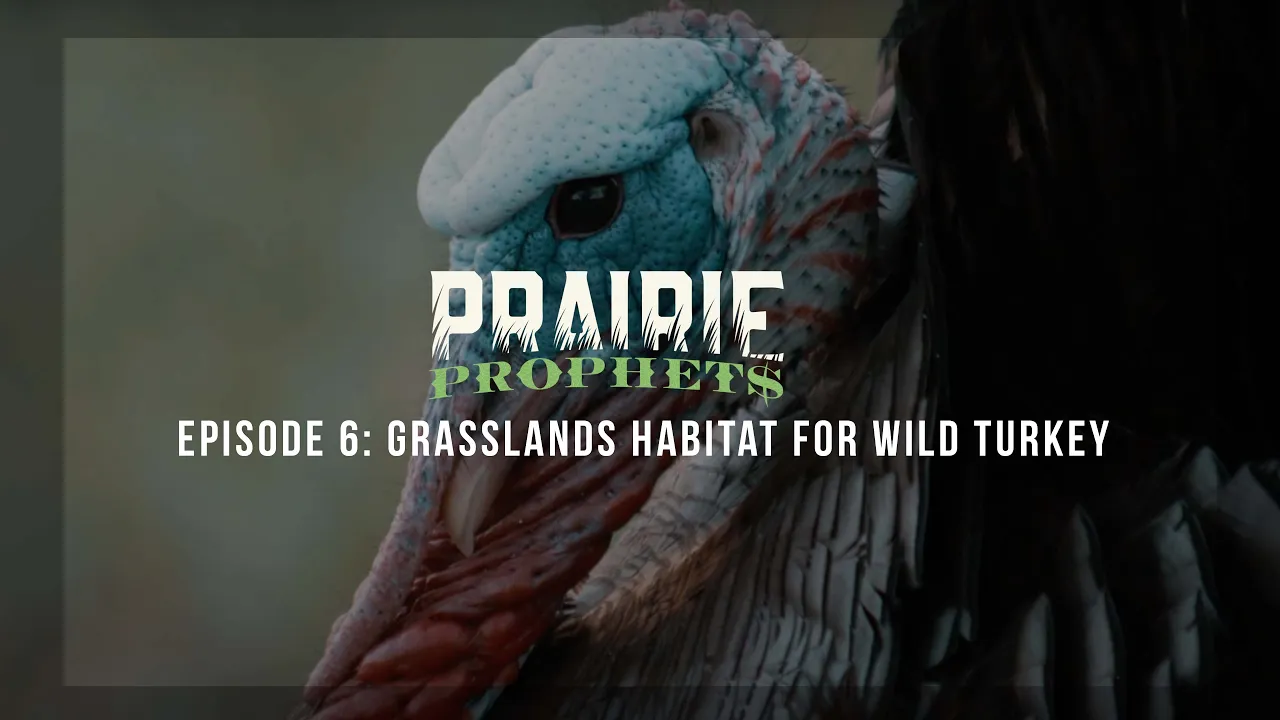 Episode 6: Grasslands Habitat for Wild Turkey